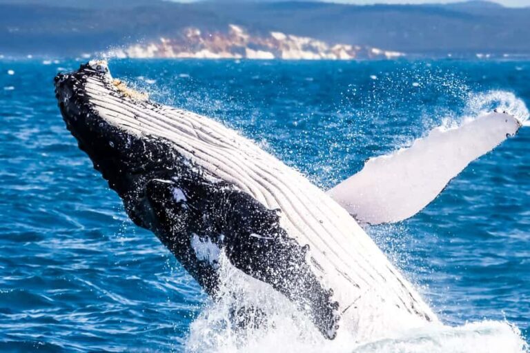 Brisbane: Whale Watching Cruise with Lunch - What Makes This Tour Special