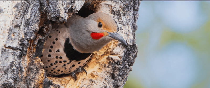 British Columbia: Bird Watching and Photography Tour - What to Expect on the Tour