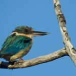 Broken Head: Nature Reserve Guided Eco-Tour with Beach Visit - Discover the Beauty of Broken Head Nature Reserve