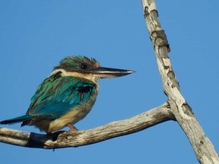 Broken Head: Nature Reserve Guided Eco-Tour with Beach Visit - Discover the Beauty of Broken Head Nature Reserve
