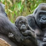 Bronx Zoo Admission Ticket - Practical Details You Need to Know