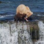 Brooks Falls Bear Viewing - Frequently Asked Questions