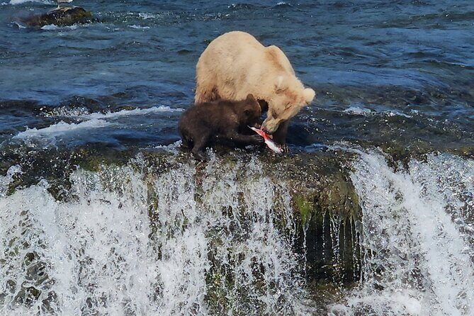 Brooks Falls Bear Viewing - Frequently Asked Questions
