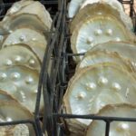 Broome: Dampier Peninsula Tour (Optional Scenic Flight) - The Experience — Deep Dive into the Highlights