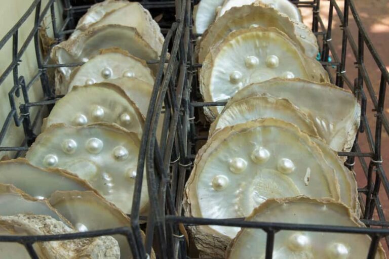 Broome: Dampier Peninsula Tour (Optional Scenic Flight) - The Experience — Deep Dive into the Highlights