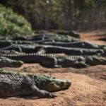 Broome: Matso's Brewery, Museum & Crocodile Park Combo Tour - Itinerary Breakdown