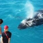Broome: Whale Watching & Sunset Cruise - In-Depth Breakdown of the Itinerary