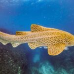 Brunswick Heads: Snorkelling in Byron Bay - What You Can Expect During the Tour