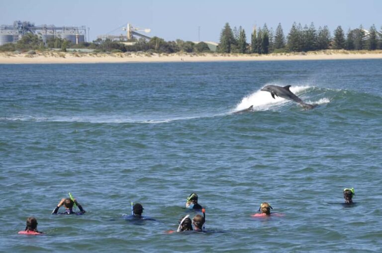 Bunbury: Swim with Dolphins Tour - What Makes This Tour Stand Out