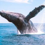 Bundaberg: Whale Watching Sightseeing Cruise with Lunch - Exploring the Itinerary: What to Expect