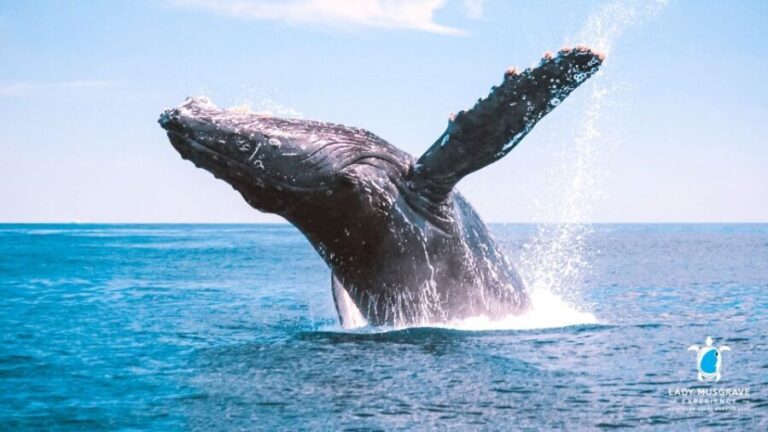 Bundaberg: Whale Watching Sightseeing Cruise with Lunch - Exploring the Itinerary: What to Expect