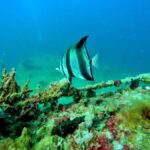 Busselton: 4 Mile Reef Guided Scuba Diving Tour - The Practicalities: What You Need to Know