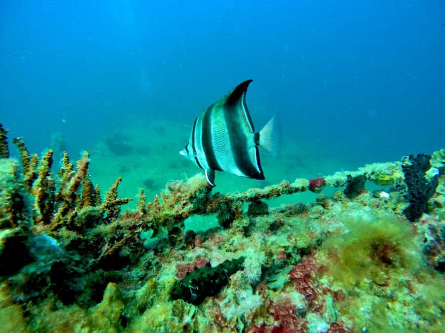 Busselton: 4 Mile Reef Guided Scuba Diving Tour - The Practicalities: What You Need to Know