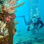 Busselton: Jetty Discover Scuba Diving Experience - Why Choose This Tour?