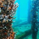 Busselton: Jetty Scuba Dive Tours with Underwater Sculptures - What You Can Expect on the Tour
