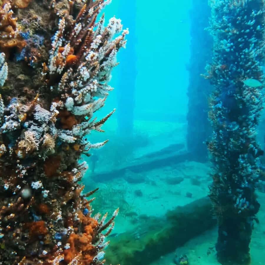 Busselton: Jetty Scuba Dive Tours with Underwater Sculptures - What You Can Expect on the Tour