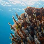 Busselton: Jetty Snorkeling Tour with Underwater Sculptures - The Itinerary: What to Expect