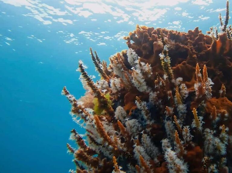 Busselton: Jetty Snorkeling Tour with Underwater Sculptures - The Itinerary: What to Expect