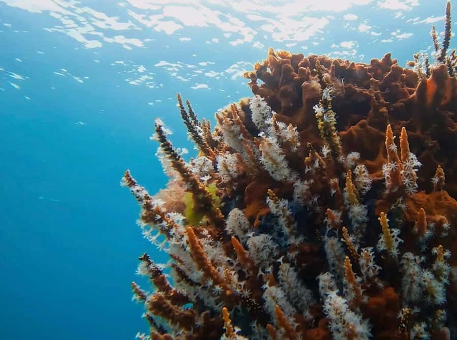 Busselton: Jetty Snorkeling Tour with Underwater Sculptures - The Itinerary: What to Expect