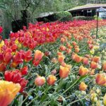 Butchart Gardens and Victoria City Private Tour 1-6 pax - Who Will Love This Tour?