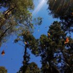 Butterfly Monarch Tour from Mexico City - Transportation and Group Size