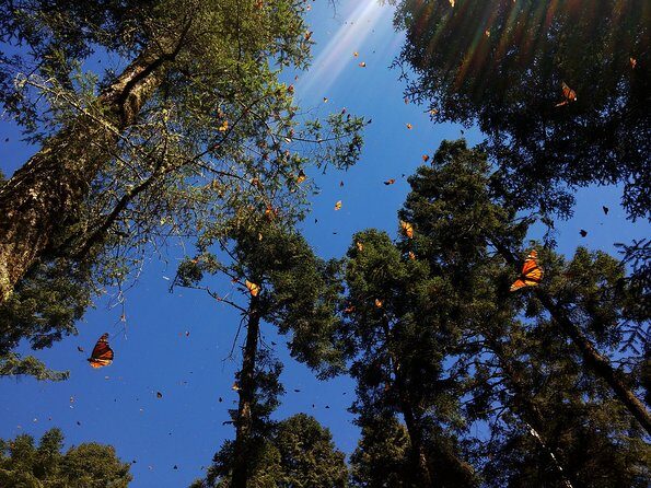 Butterfly Monarch Tour from Mexico City - Transportation and Group Size