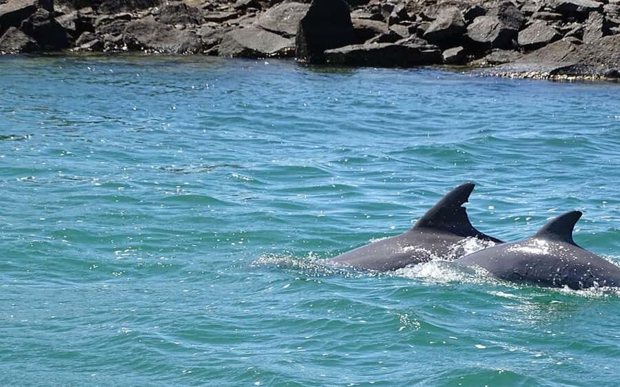 Byron Bay: Brunswick River Eco-Cruise with Brunch - Detailed Breakdown of the Itinerary