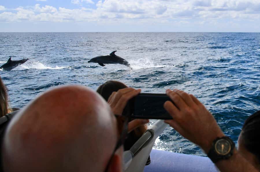 Byron Bay: Cruise with Dolphins Tour - The Value of this Tour