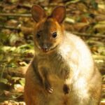 Byron Bay: Full-Day Wildlife Safari - Exploring the Itinerary and Experience