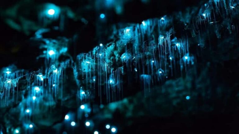 Byron Bay: Glowworms, Waterfalls & Rainforest Experience - A detailed look at what you can expect