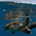 Byron Bay: Nguthungulli Julian Rocks Snorkeling Tour - Practical Considerations