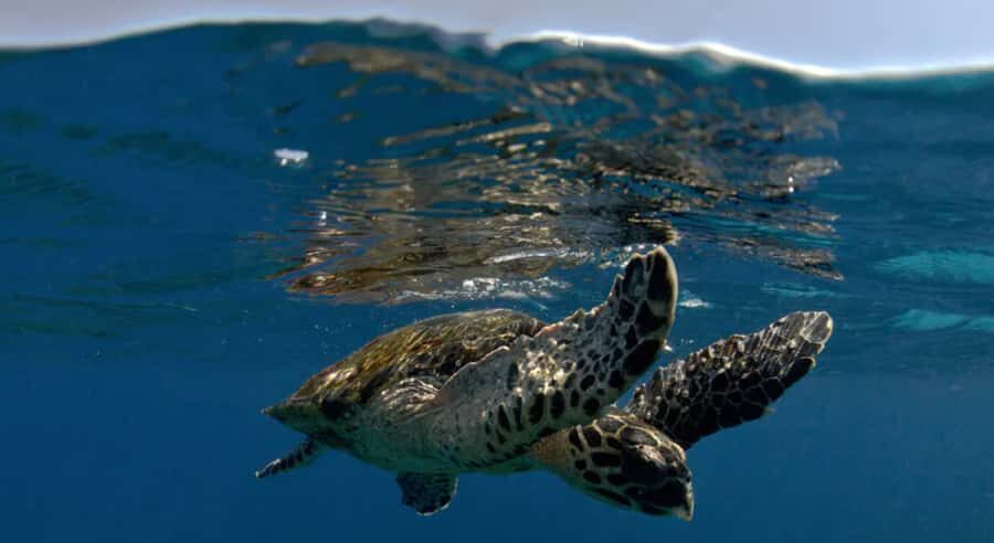 Byron Bay: Nguthungulli Julian Rocks Snorkeling Tour - Practical Considerations