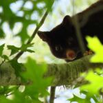 Byron Bay: Nighttime Nature Walk with Night Vision Goggles - Frequently Asked Questions