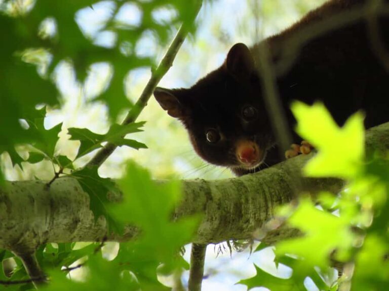 Byron Bay: Nighttime Nature Walk with Night Vision Goggles - Frequently Asked Questions