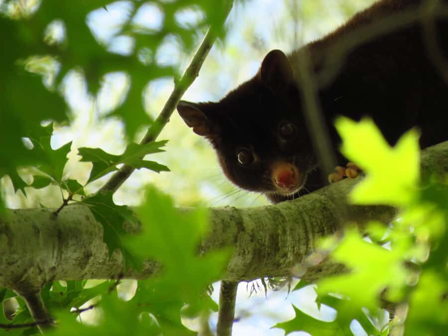 Byron Bay: Nighttime Nature Walk with Night Vision Goggles - Frequently Asked Questions