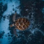 Byron Bay: Snorkeling Tour at Julian Rocks, Nguthungulli - The Experience in Detail: What to Expect