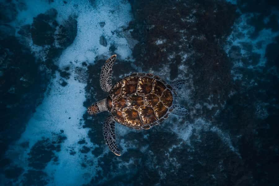 Byron Bay: Snorkeling Tour at Julian Rocks, Nguthungulli - The Experience in Detail: What to Expect