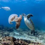 Byron Bay: Snorkelling Tour of Julian Rocks "Nuthungulli" - What Does the Itinerary Look Like?