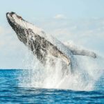 Byron Bay: Whale Watching Cruise with a Marine Biologist - The Itinerary Breakdown: What to Expect