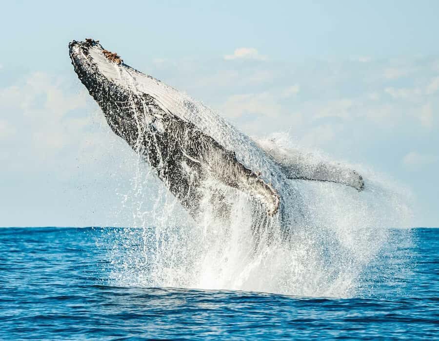 Byron Bay: Whale Watching Cruise with a Marine Biologist - The Itinerary Breakdown: What to Expect