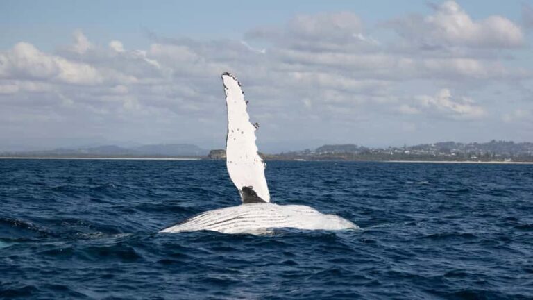Byron Bay Whale Watching with Marine Biologist - The Itinerary: From Brunswick Heads to Whale Encounters
