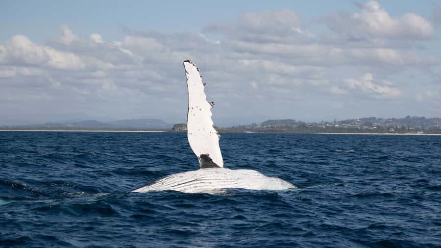 Byron Bay Whale Watching with Marine Biologist - The Itinerary: From Brunswick Heads to Whale Encounters