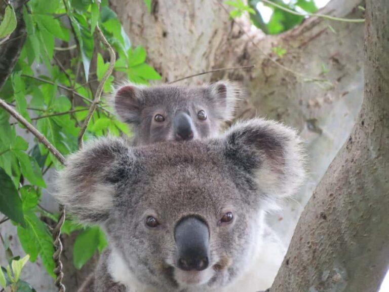 Byron Bay Wild Koala Tour - The Pros and Cons
