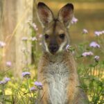 Byron Bay Wildlife Safari - What Makes This Tour Special?