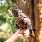 Byron Bay Wildlife Sanctuary Entry Ticket - Practicalities: Timing, Cost, and Accessibility