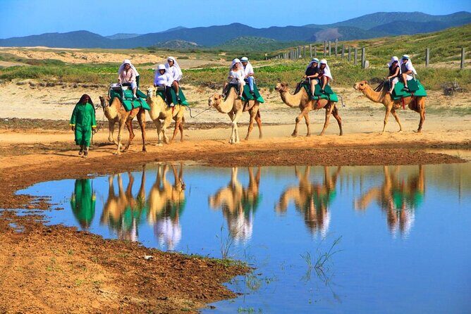 Cabo Camel and Safari Ride - The Value of Small-Group Adventure