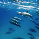 Cabo Ocean SAFARI - Who Should Consider This Tour?