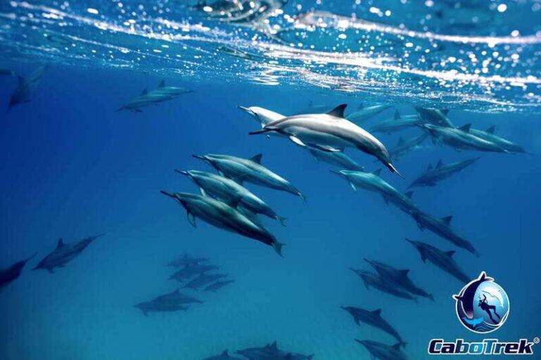 Cabo Ocean SAFARI - Who Should Consider This Tour?