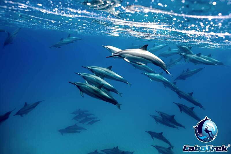 Cabo Ocean SAFARI - Who Should Consider This Tour?