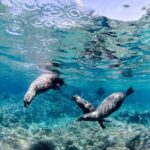 Cabo Pulmo 2 Tank Certified Dive with Lunch - Who Will Love This Tour?